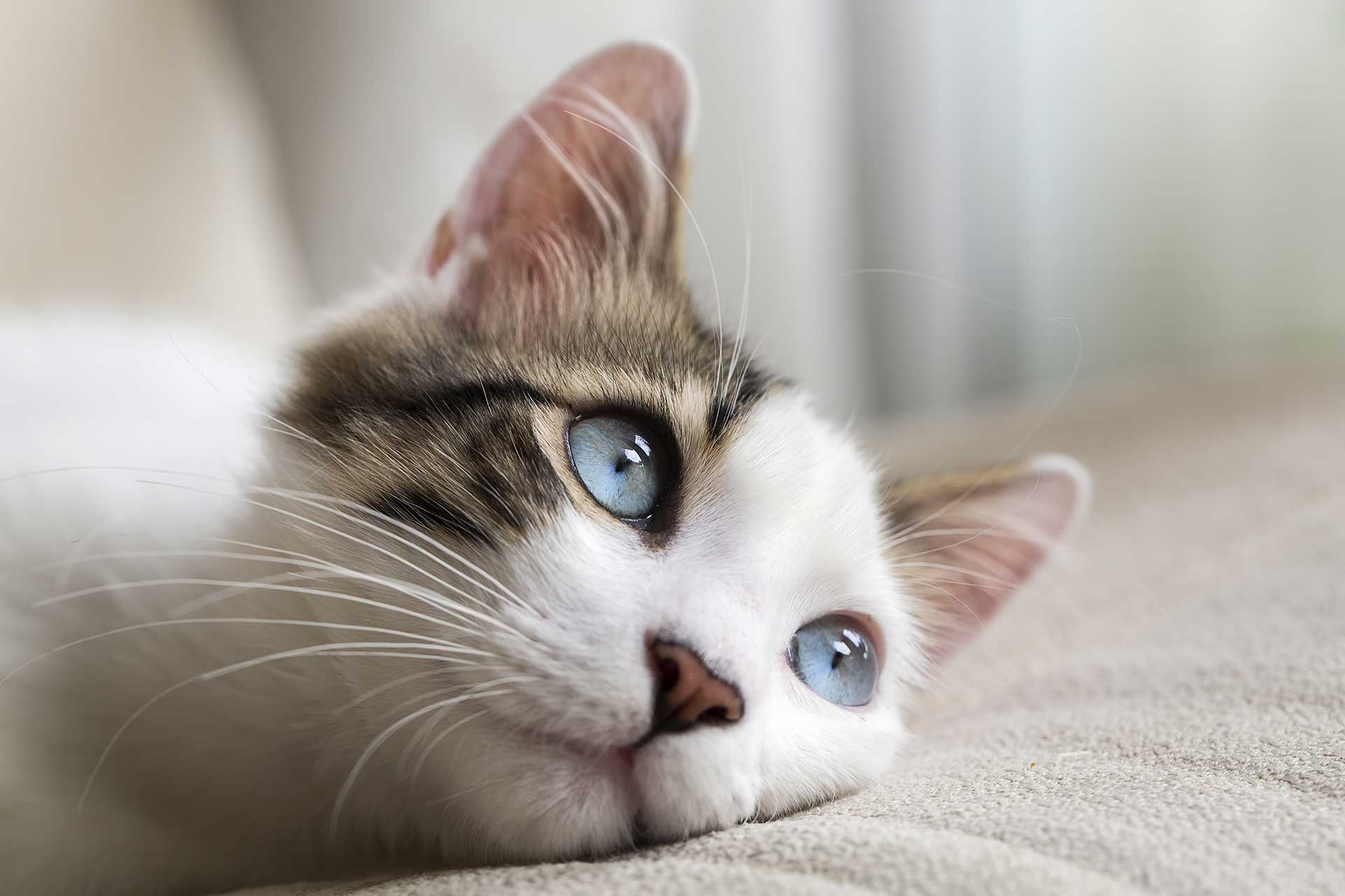 Cryopen/Cryosurgery in Kalamazoo & Battle Creek, MI | The Visiting Vet